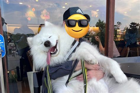 薩摩耶 許多人會到咖啡店享受悠閒時光，看來就連「微笑天使」也不例外。 Fanclub