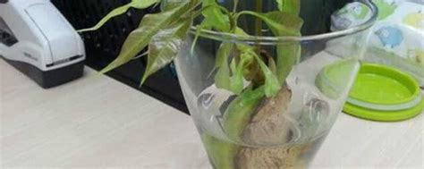 芒果水培方法 发财农业网