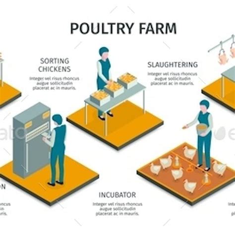 Poultry Graphics Designs And Templates From Graphicriver