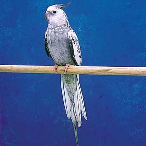 ペットいっぱい ペットバード図鑑 オカメインコホワイトフェイスパール インコ類