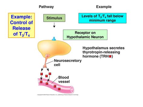 Chemical Signals 2 Biol Ppt Download