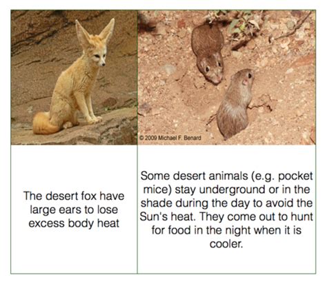 Psle Science Interactions Adaptations Flashcards Quizlet