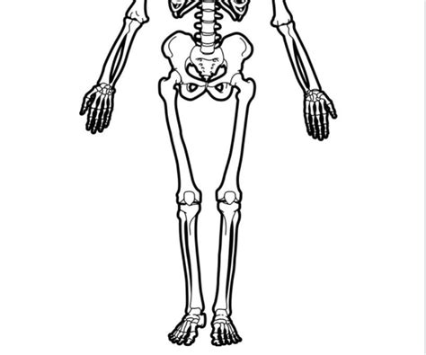 Lower Half Appendicular Skeleton Study Guide Diagram Quizlet