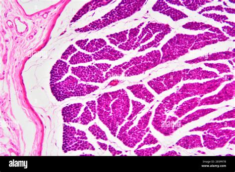 Anesthetic Agents Nerve Fibers