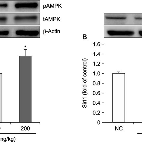 Effect Of Raphanus Sativus L Var Caudatus Extract Rs On Pampktampk