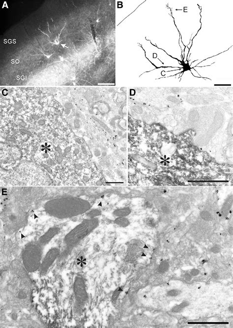 Figure 3 From Dendritic Ih Ensures High Fidelity Dendritic Spike