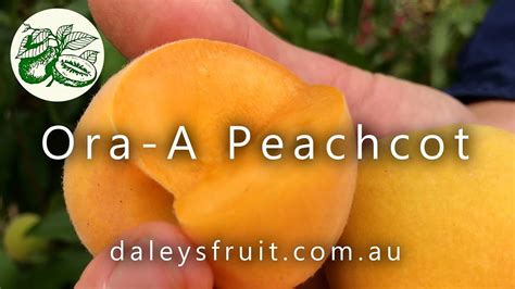 The Ora A Peachcot Is The Perfect Choice For Anyone In A Warm Climate Wanting To Grow An Apricot