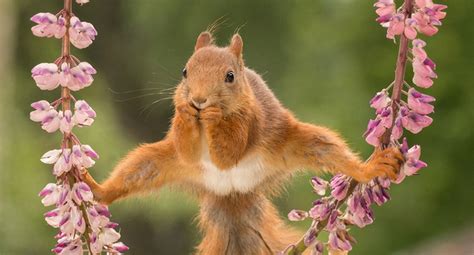 곡예하는 듯한 자세로 먹이 먹는 다람쥐 사진 4장 위키트리