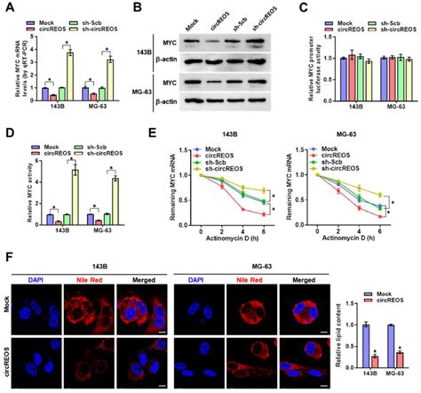 Circreos Suppresses Myc Expression And Regulates Lipid Metabolism In Download Scientific