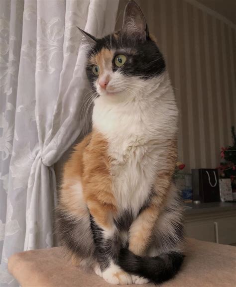 Small Wrap Rkittytailwrap