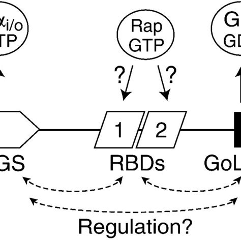 Schematic Illustration Of The Potential Functional Interplay Between Download Scientific