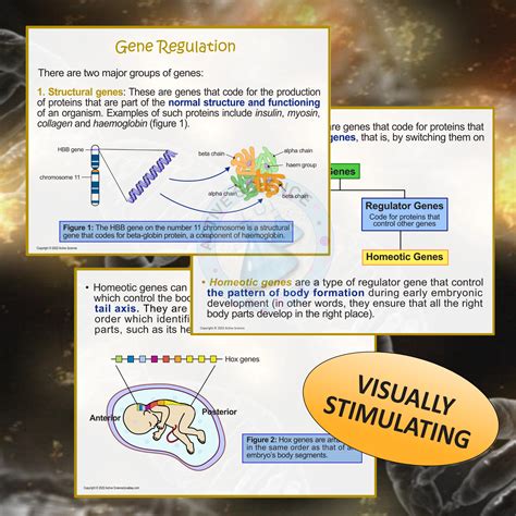 Gene Expression And Regulation Powerpoint Presentation Made By Teachers
