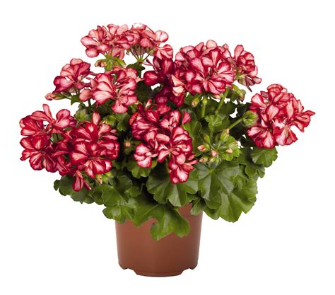 Pelargonium Peltatum Atlantic Red Star | Gardenhouse.sk