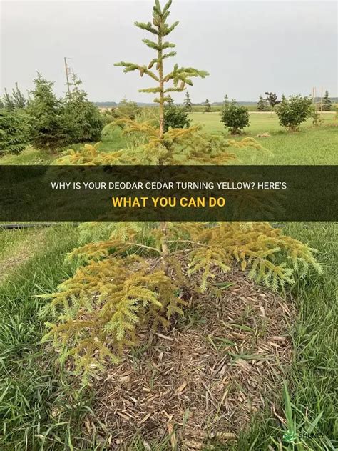 Why Is Your Deodar Cedar Turning Yellow Heres What You Can Do Shuncy