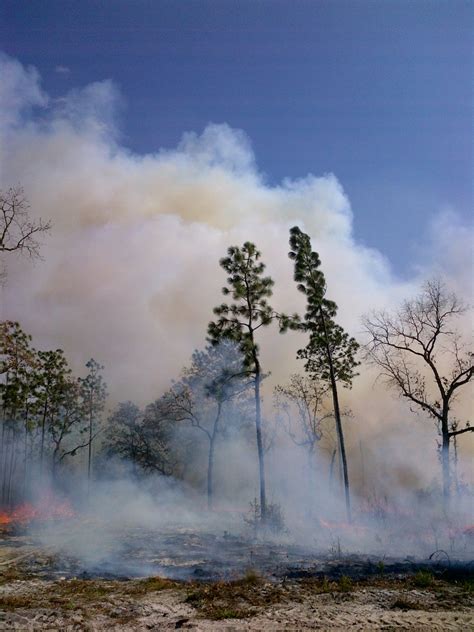 Prescribed Fire At Dunns Creek Florida State Parks