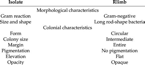 Isolated Bacteria Based On Morphology And Colony Characteristics
