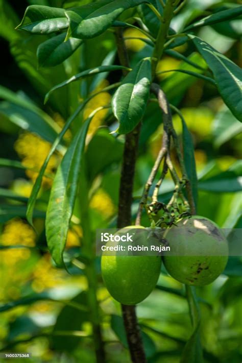 Cerbera Odollam Pongpong 나무는 Dicotyledonous Angiosperm Apocynaceae 가족의