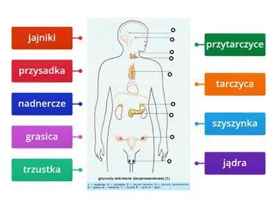 Klasa 7 Biologia Układ Hormonalny Materiały Dydaktyczne