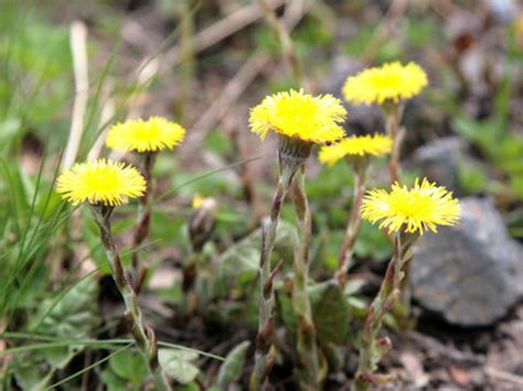Tussilago Farfara