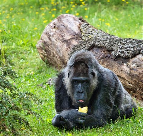 Gorilla On The Grass Stock Image Image Of Lies Chimpanzee 268565177