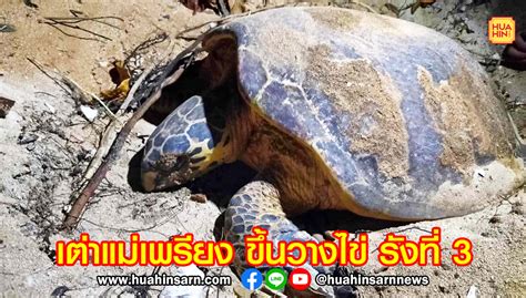 เต่าแม่เพรียง ขึ้นวางไข่ 139 ฟอง ต่อเนื่องบนเกาะทะลุ