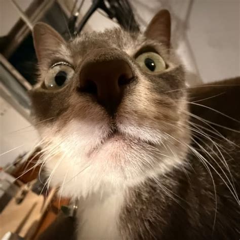 Mello Color Tattoo Artist Mellotiziano • Threads Say More Mello Color Tattoo Artist Mellotiziano • Threads Say More