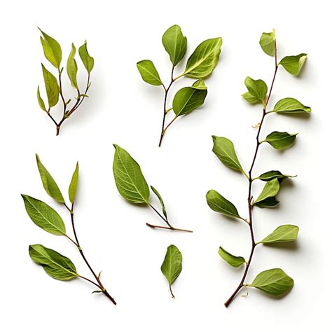 Premium Photo Isolated Of Palo Verde Tree Tiny Leaves Branching Seed