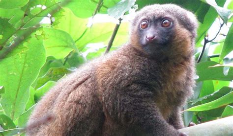 Golden Bamboo Lemur Facts Distribution And Population Biodb