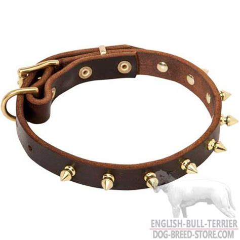 Buy Designer Leather English Bull Terrier Collar Brass Spikes