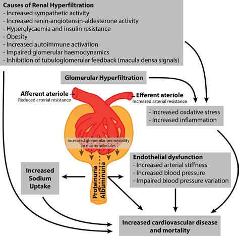 Frontiers Glomerular Filtration Rate Abnormalities In 53 Off