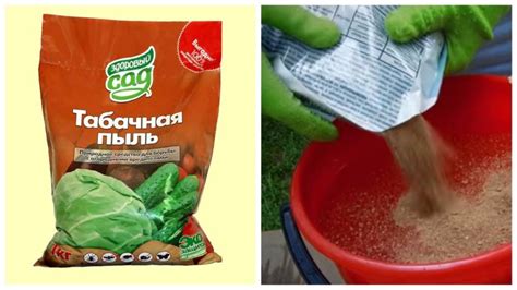 Табачная пыль для обработки огурцов: как правильно обсыпать ...
