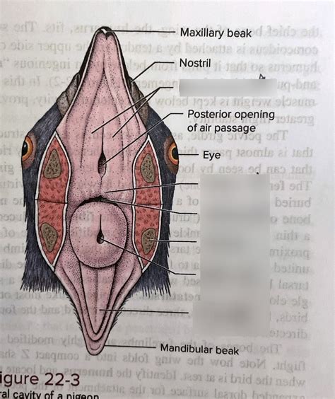 Zpl 2 Lab 12 Bird Mouth Book Diagram Quizlet