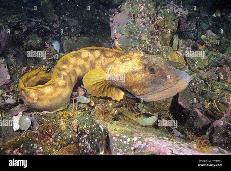 Ocean Pout Zoarces Americanus Banque De Photographies Et Dimages à