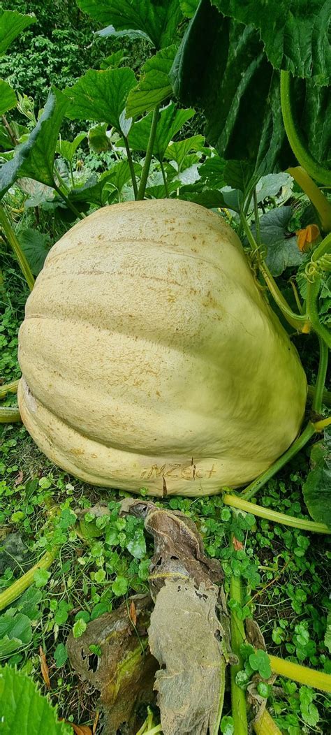 Inzect® Direct On Linkedin Harvested The Giant Pumpkin Yesterday Base