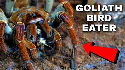 Goliath Bird Eating Spider Eating Chicken Goliath Bird Eating Spider Eating Chicken