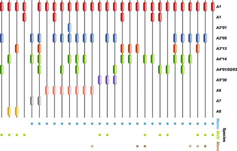 Haplotype Distribution Of The Mhc A Genes In Three Macaque Species