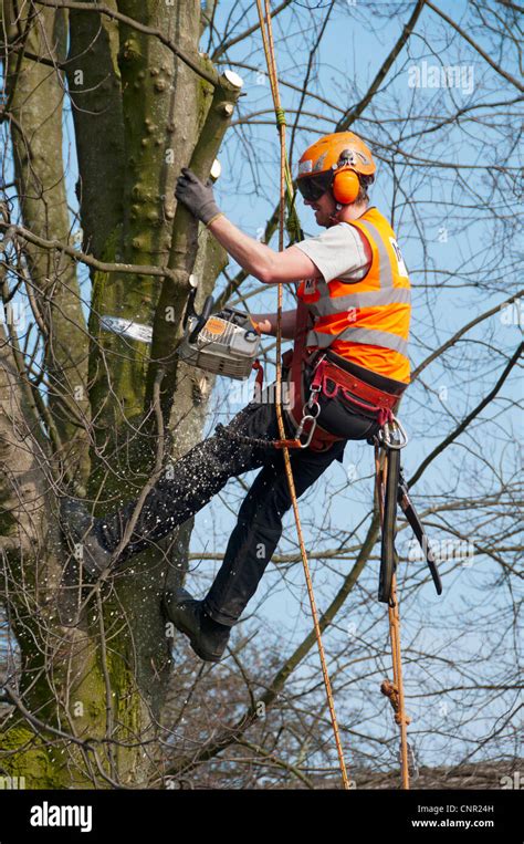 Tree Pruning With A Chain Saw Using Rope Access Techniques Stock Photo Royalty Free Image