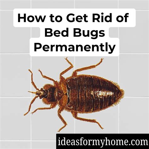 How To Get Rid Of Bed Bugs Permanently