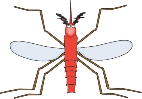 말라리아 증상 예방법 알아보기 네이버 블로그