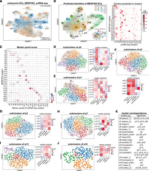 Molecular And Spatial Signatures Of Mouse Embryonic Endothelial Cells