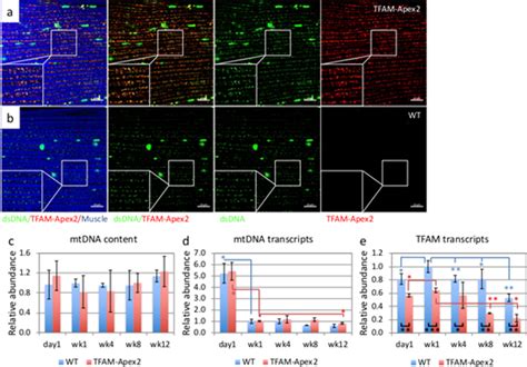 Modulation Of Mitochondrial Nucleoid Structure During Aging And By Mtdna Content In Drosophila