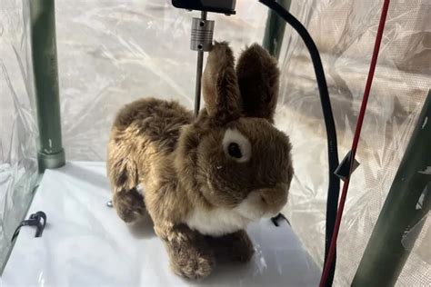 Remote Controlled Robot Rabbits Are Being Used To Help Solve Floridas