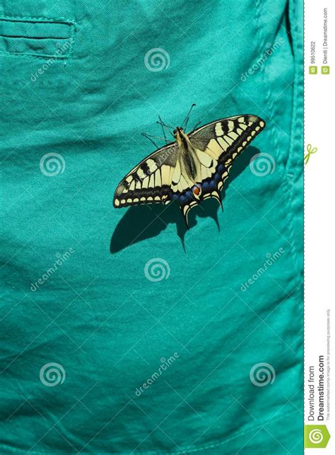 Papilio Machaon Old World Swallowtail Butterfly Stock Photo Image