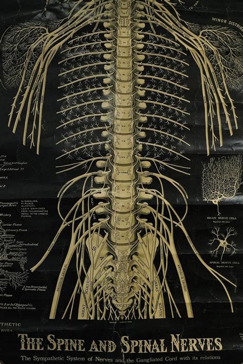 Spinal Nerve Chart