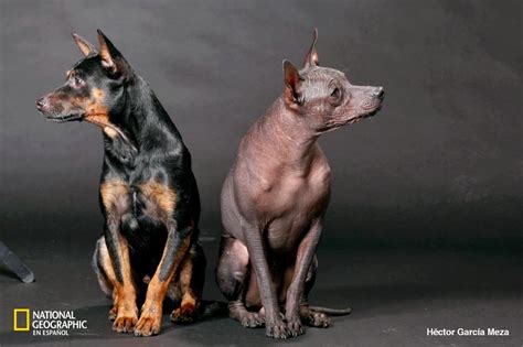 Itzcuintli Perro Mesoamericano La Dualidad Del Xoloitzcuintle Promocionada A Nivel Nacional