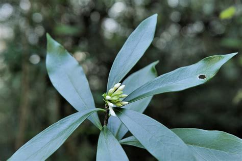瑞香科 瑞香屬 白花瑞香 葉花苞 研海林道 Daphne Kiusiana Var Atrocaulis Flickr