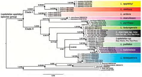 Bayesian Inference Bi Phylogram For Leptolalax Applebyi Species Group