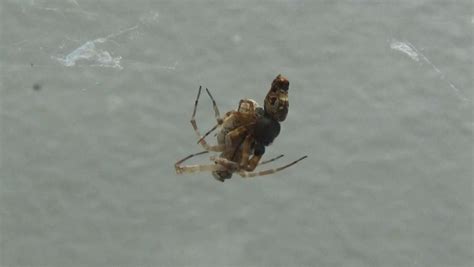 Spider Sex Often Ends In Death New Study Reveals A Catapult Behavior