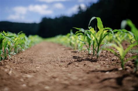 5 idei de afaceri în agricultură din care poți scoate bani în primii