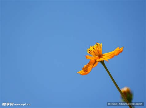 黄秋英摄影图花草生物世界摄影图库昵图网